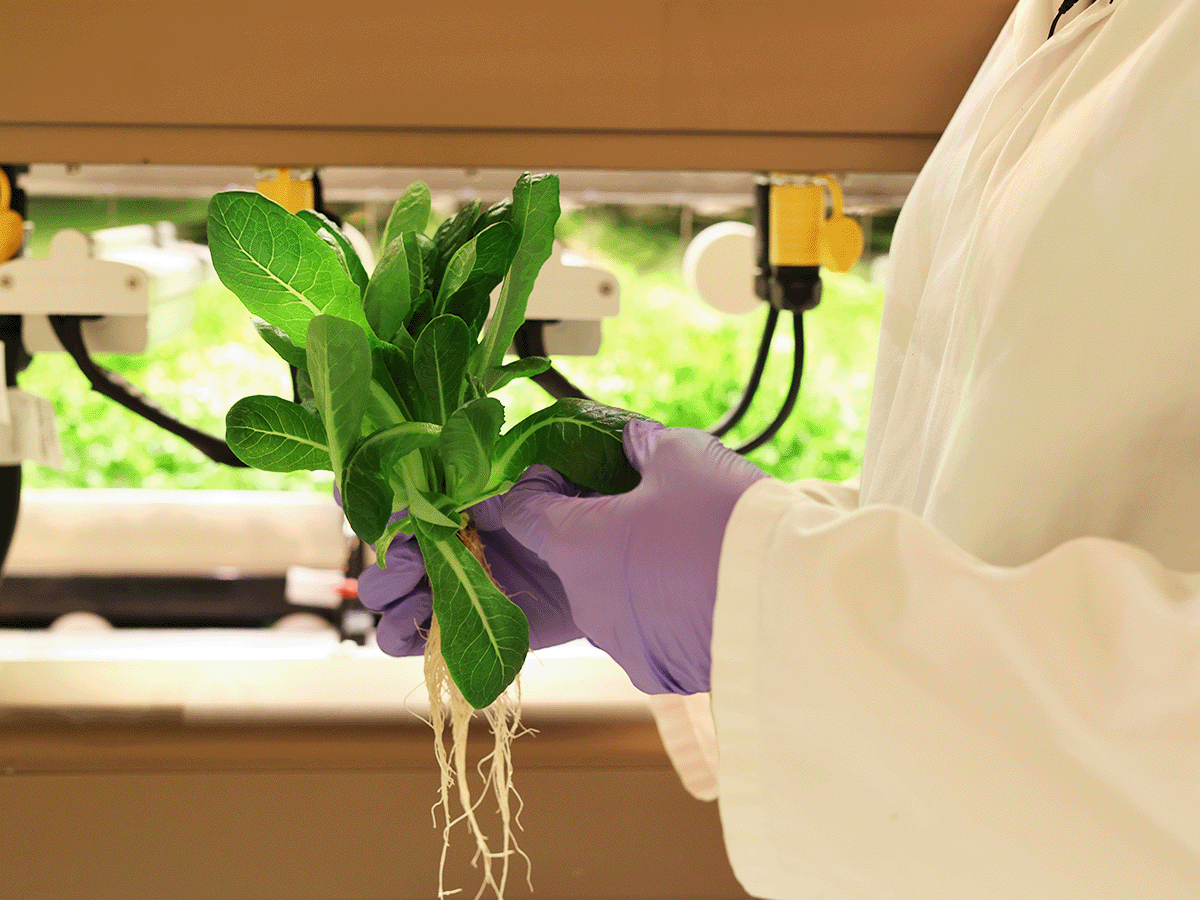 Hamilton’s Greengrower leads NZ’s vertical farming revolution - Tech in ...